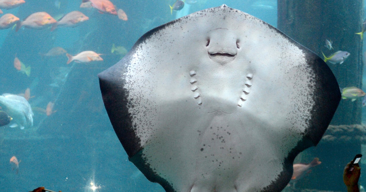 54 Stingrays Killed By Tank Malfunction At Chicago Brookfield Zoo ...