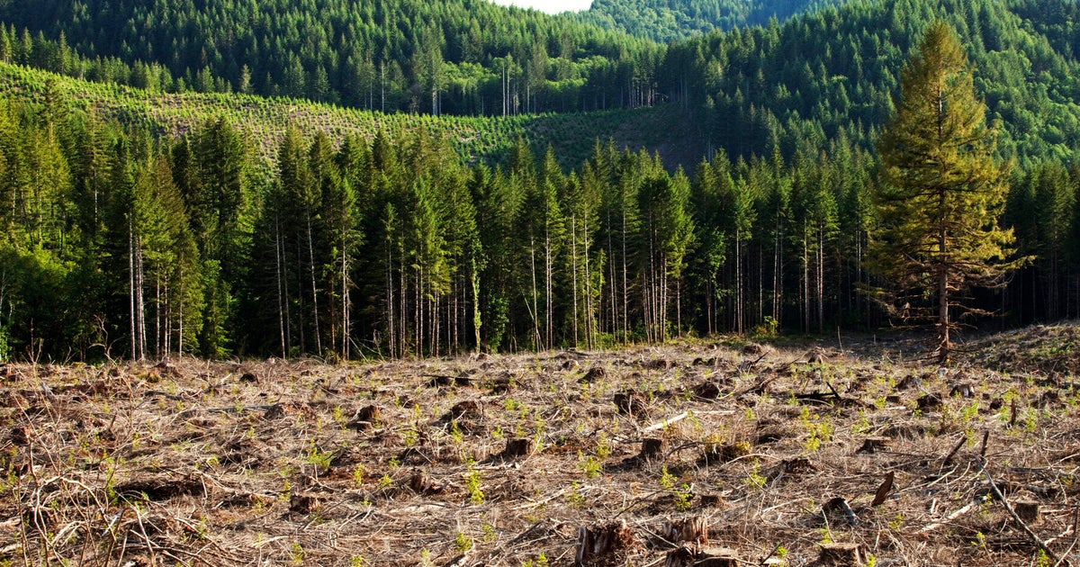 How to Plant One Billion Trees a Year (Drones and Seed Bombs ...