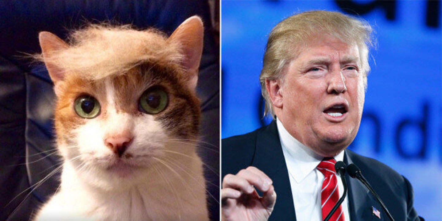 'Trump Your Cat' Encourages People To Put Donald Trump Hairstyles On ...