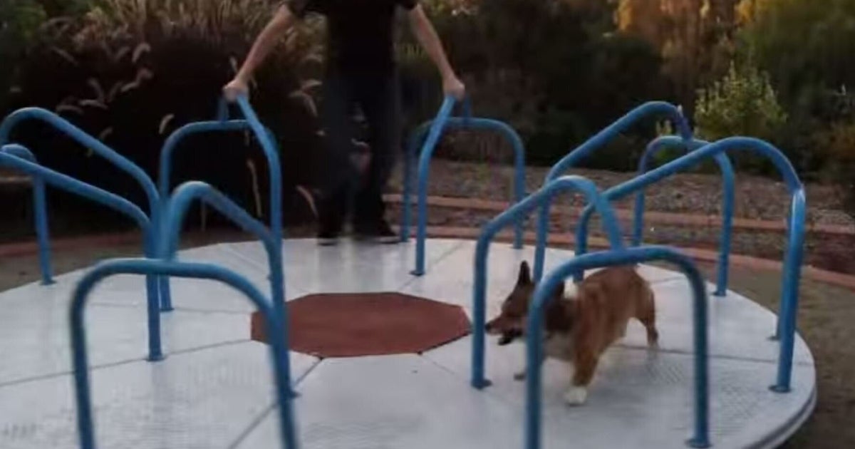 Corgi On A Roundabout Is The Happiest Thing You've Ever Seen | HuffPost ...