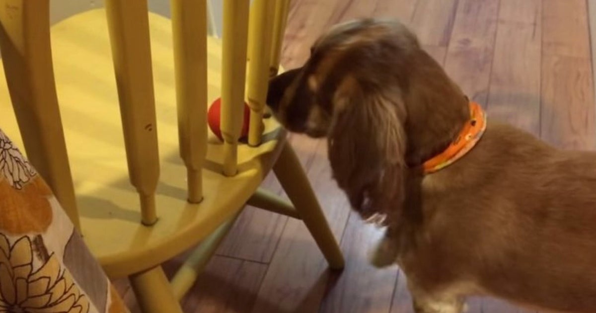 Dog Tries To Get Ball Off Chair, Things Do Not Go Well | HuffPost UK Comedy