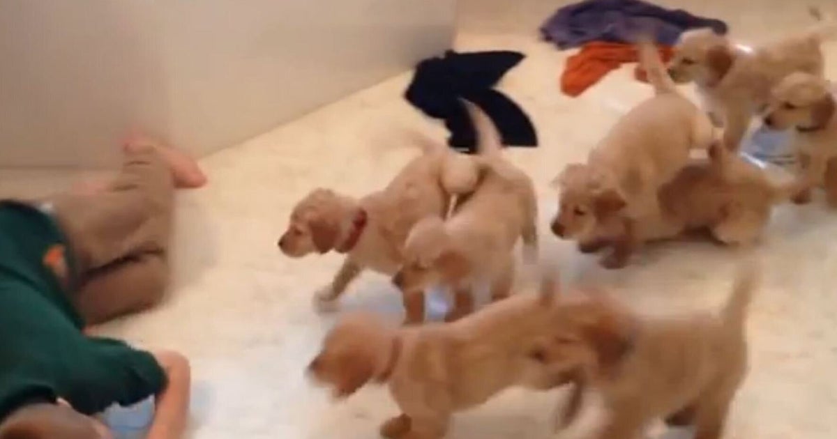 When Puppies Attack... | HuffPost UK Comedy