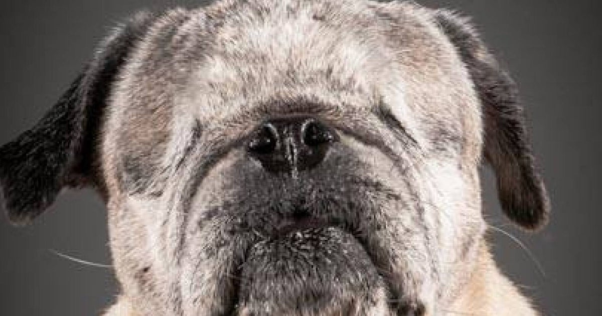 Pete Thorne's Photographs Of Really Old Dogs Will Melt Your Heart ...