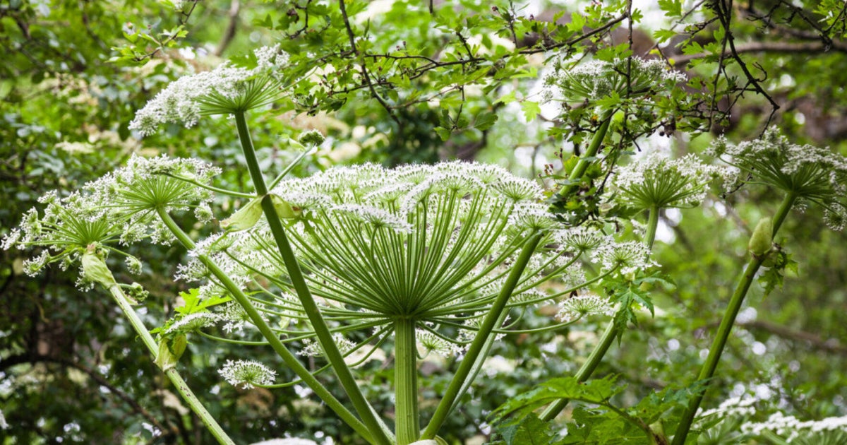 Giant Hogweed Burns Treatment: What Should You Do If You Touch The ...