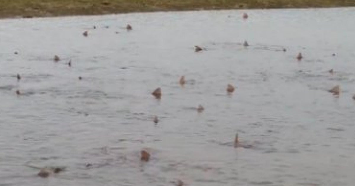 50 Sharks Swarm In West Sussex Waters At RSPB's Medmerry Wildlife Site ...