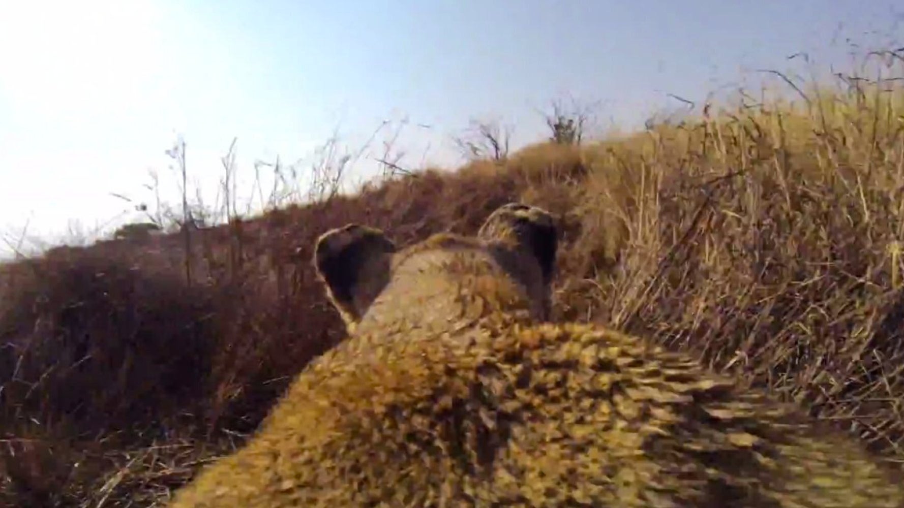 Lion Hunts Prey With GoPro | HuffPost UK Tech
