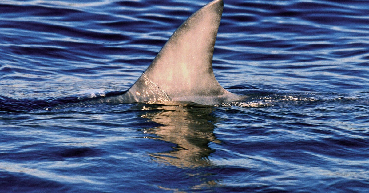 Shark Bites Surfer Ryan Hunt After He Accidentally Steps On Its Head ...