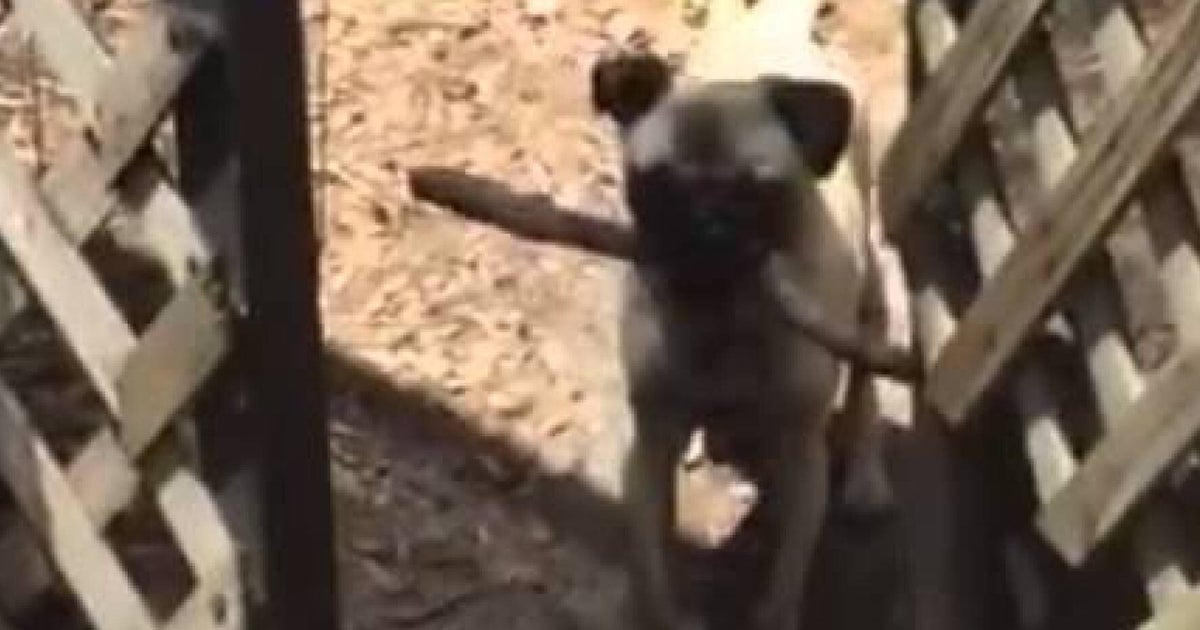 Frustrated Pug Can't Fit Stick Through Door | HuffPost UK Comedy