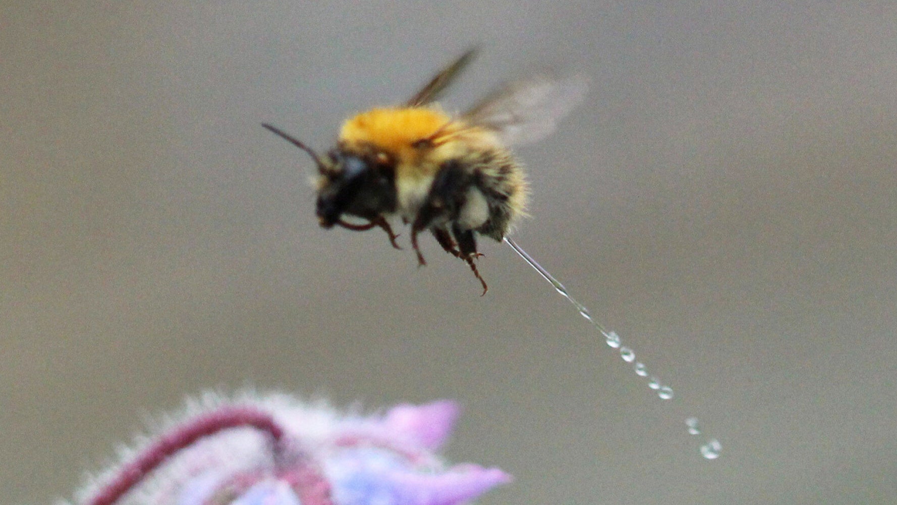 Bee Having A Wee Photo Taken By Grimsby Photographer Mark Parrott ...