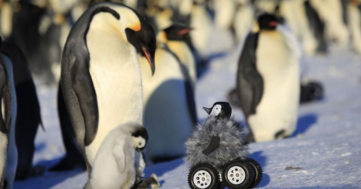 Robot Penguin Meets Actual Penguin In Cutest Experiment Ever | HuffPost ...