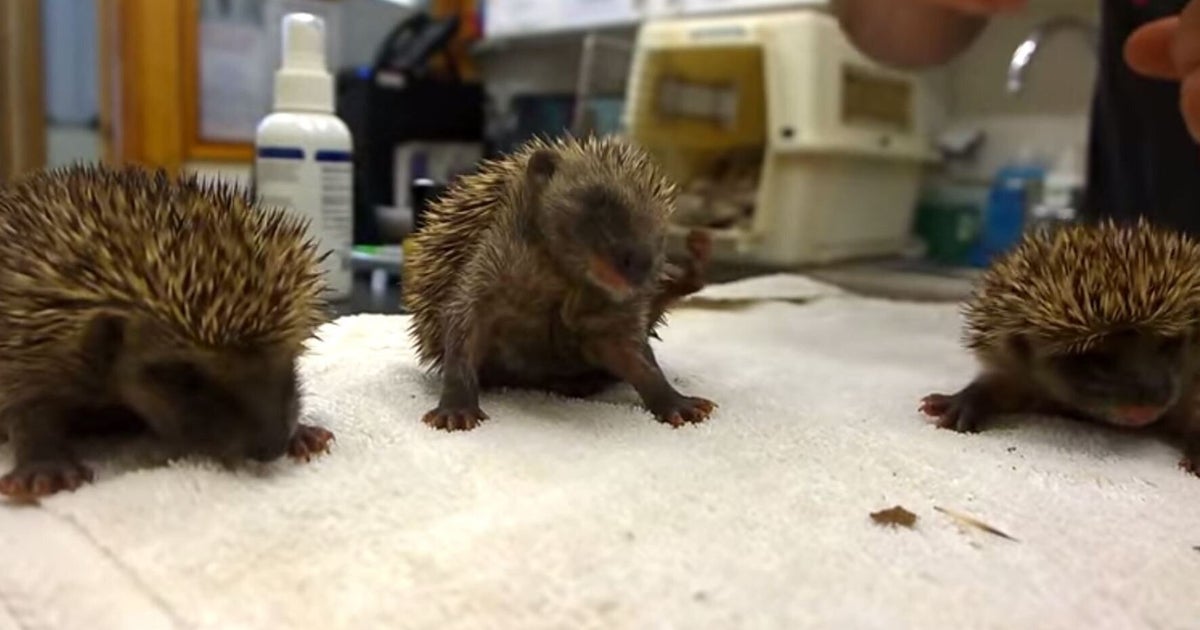Baby Hedgehogs Sneezing Are The Cutest | HuffPost UK Comedy