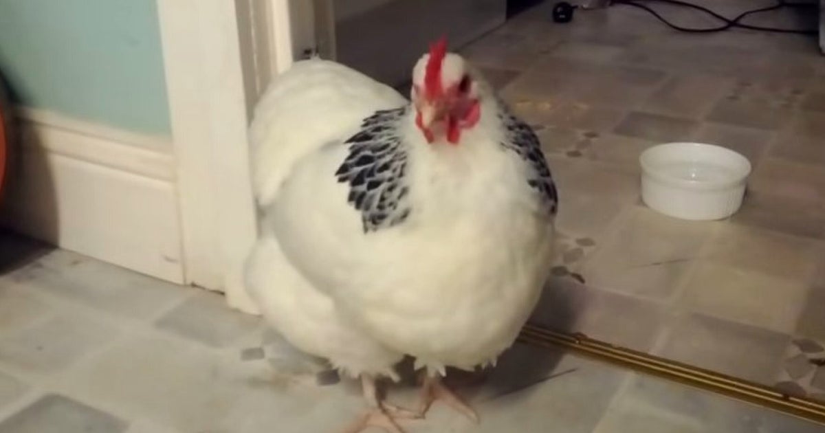 So This Is What A Sneezing Chicken Sounds Like | HuffPost UK Comedy