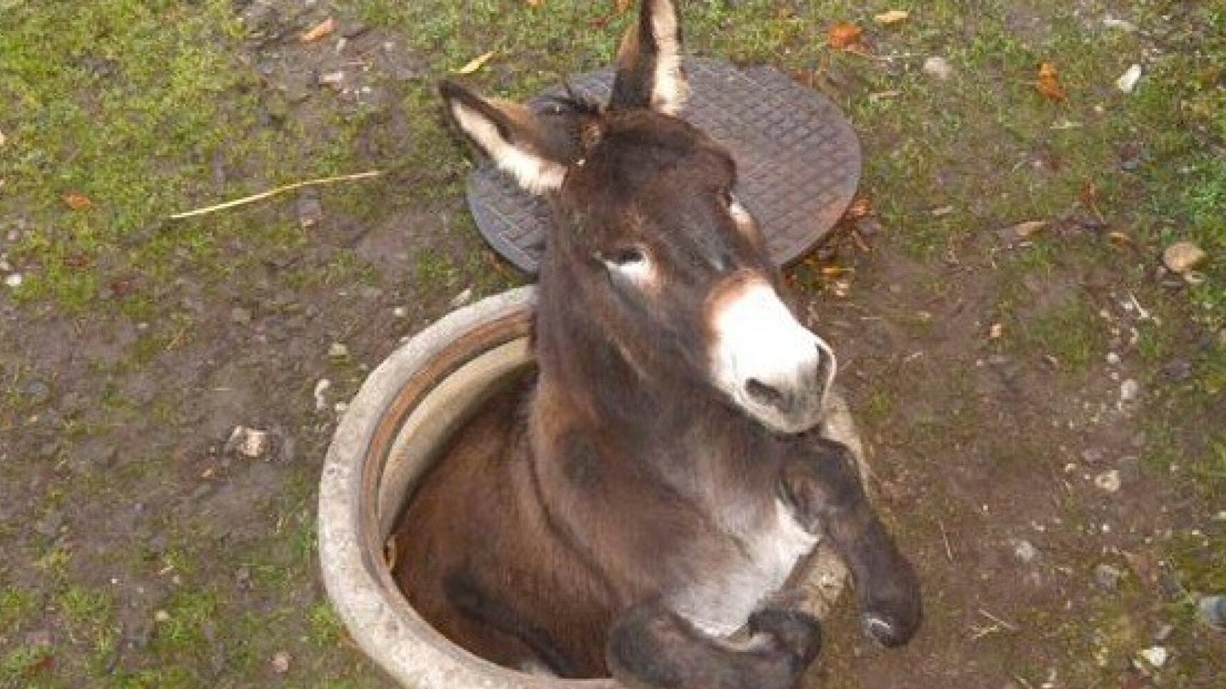 Donkey Gets Stuck In A Manhole | HuffPost UK News