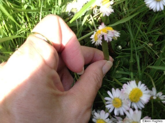 Fukushima Daisies Go Viral As Nuclear Radiation Is Blamed For ...