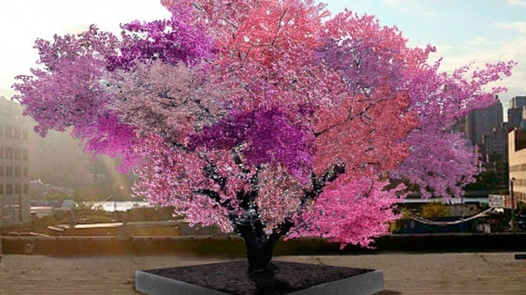 Tree Of 40 Fruit: Artist Sam Van Aken Creates 'Frankenstein' Hybrid ...