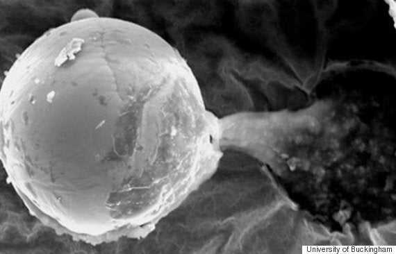 NASA Kepler-452b 'Earth 2.0' Discovery Brings Us Closer To Discovering ...