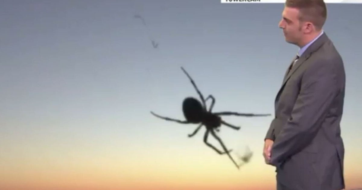 Giant Hungry Spider Invades Weather Broadcast | HuffPost UK Comedy