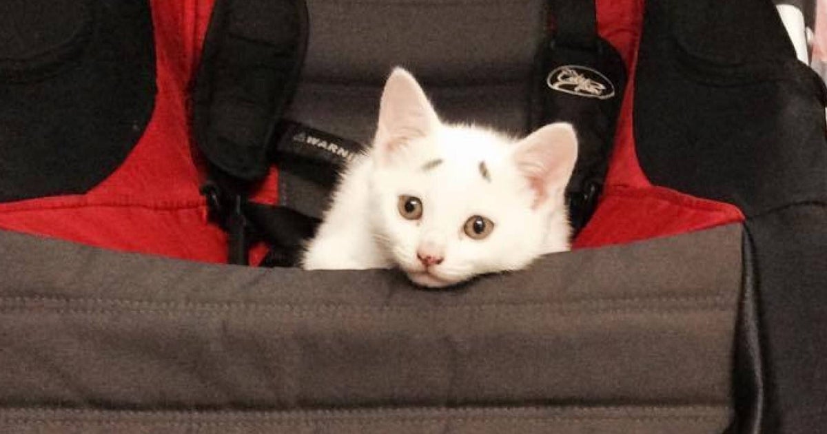 Move Over, Grumpy Cat: It's All About 'Concerned Kitten' Now | HuffPost ...