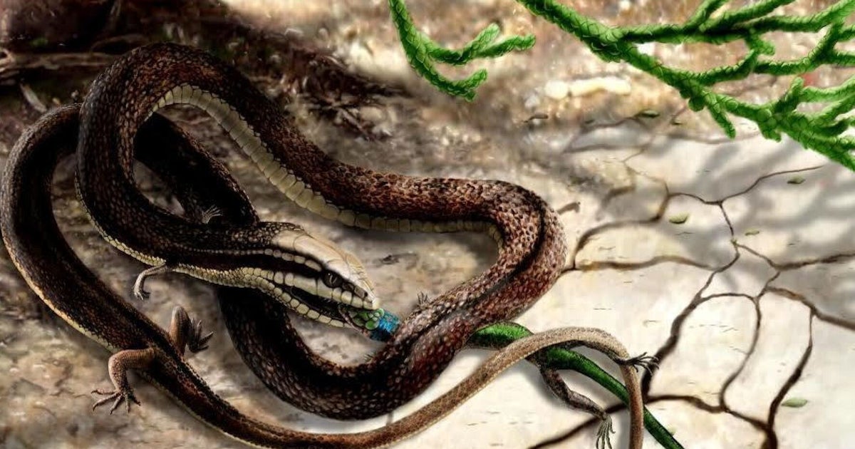 Snake Fossil Discovery Shows Reptile With Four Legs | HuffPost UK Tech