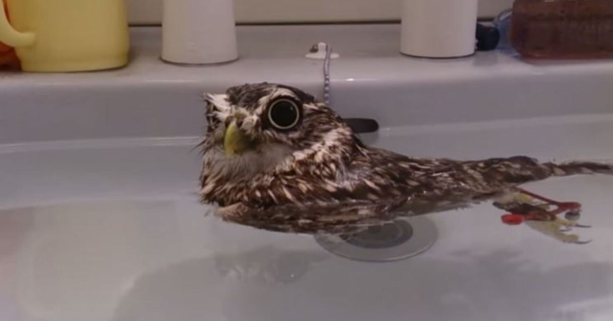 Owl Floats In Sink | HuffPost UK Comedy