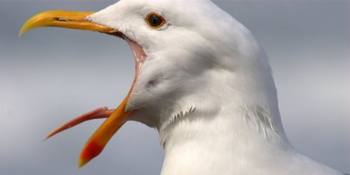 Seagull Swallowing Rat In Disgusting Photo Sends The World Into Panic ...