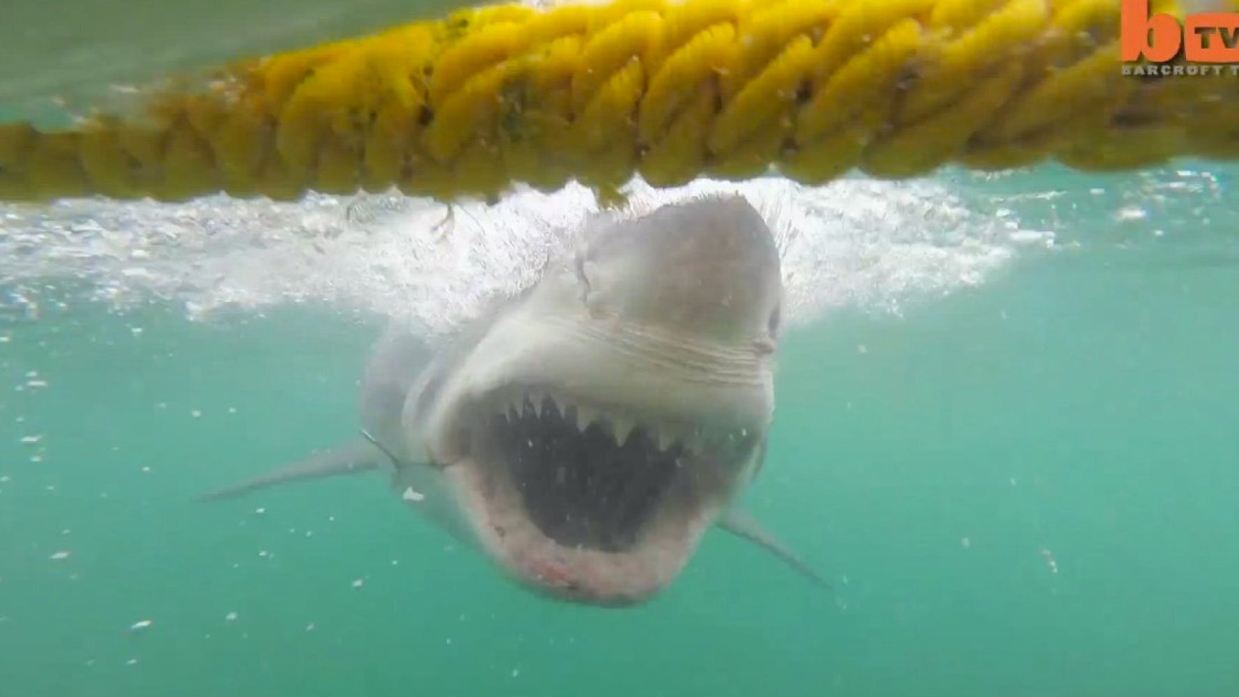 If You Don't Like Sharks, Don't Watch This | HuffPost UK News