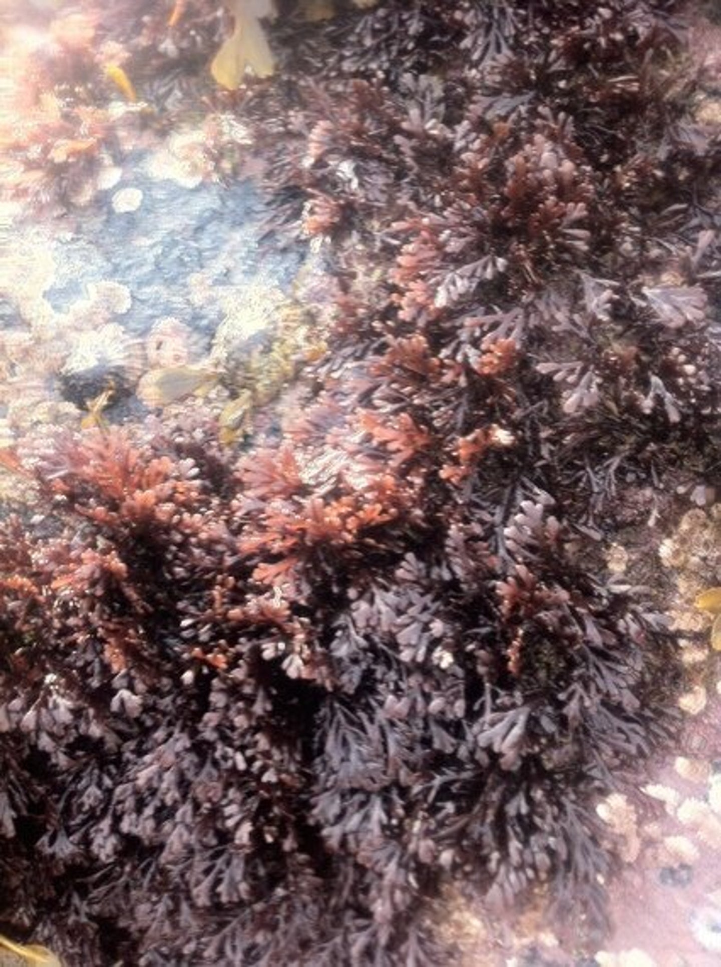 The Truffle of the Sea - Pepper Dulse | HuffPost UK Life