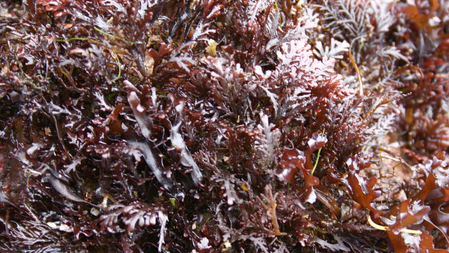 The Truffle of the Sea - Pepper Dulse | HuffPost UK Life