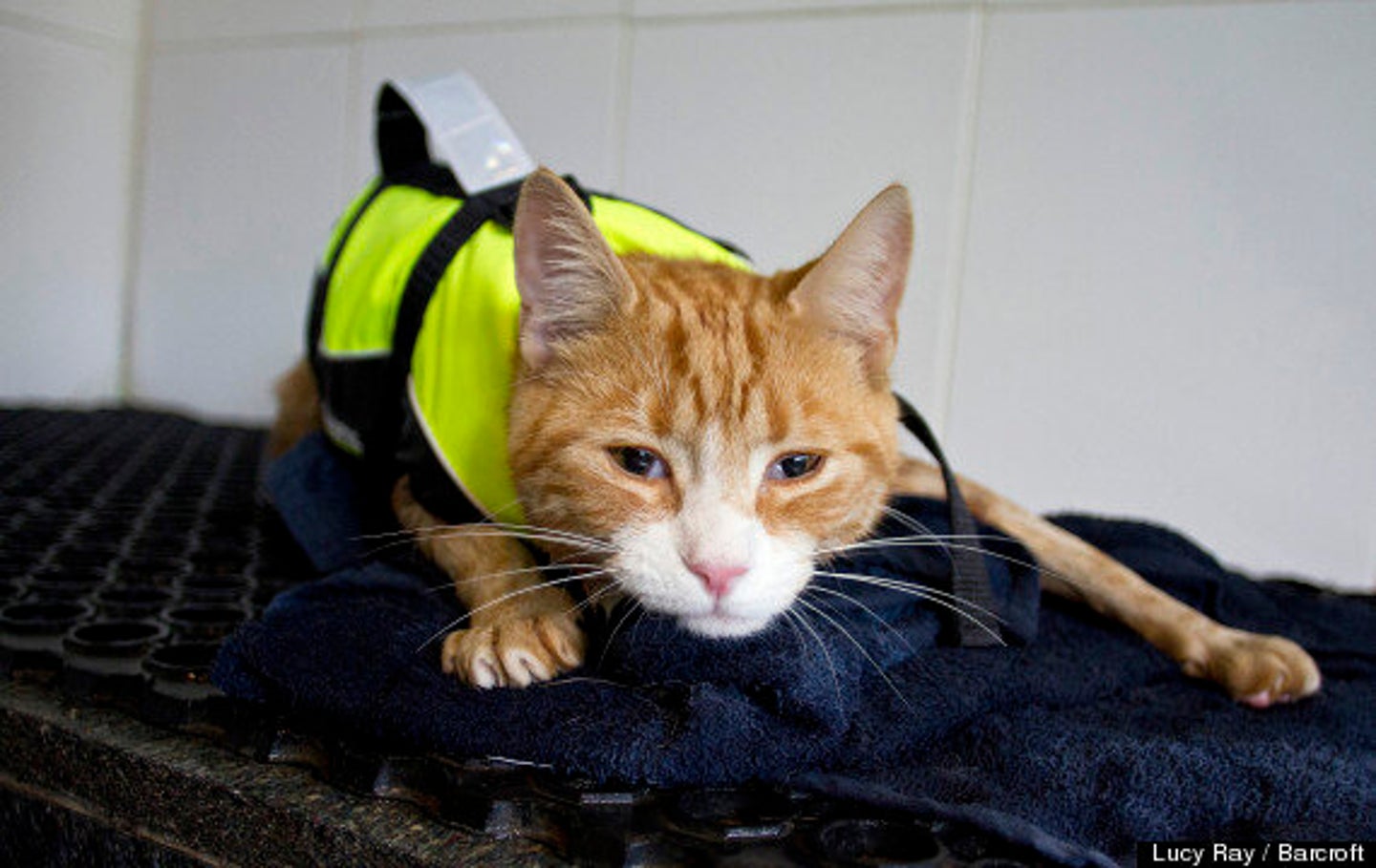 Meet Roy, The Cat Who Has Hydrotherapy Treatment To Improve Blood Flow ...