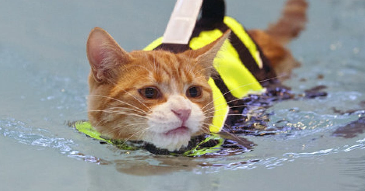Meet Roy, The Cat Who Has Hydrotherapy Treatment To Improve Blood Flow ...