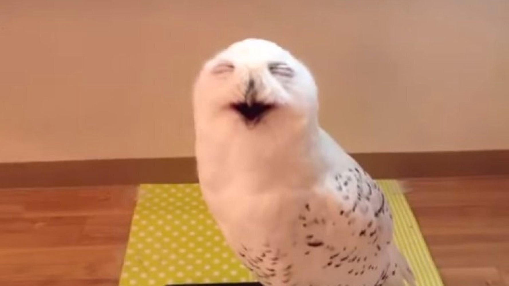 This Smiling Owl Is Both Absolutely Adorable And Slightly Awkward ...