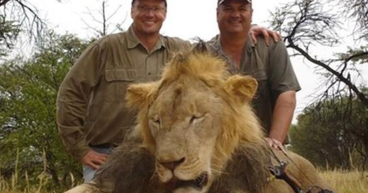 Cecil The Lion Slaughter Defended By US Gun Magazine Editor, Dave ...