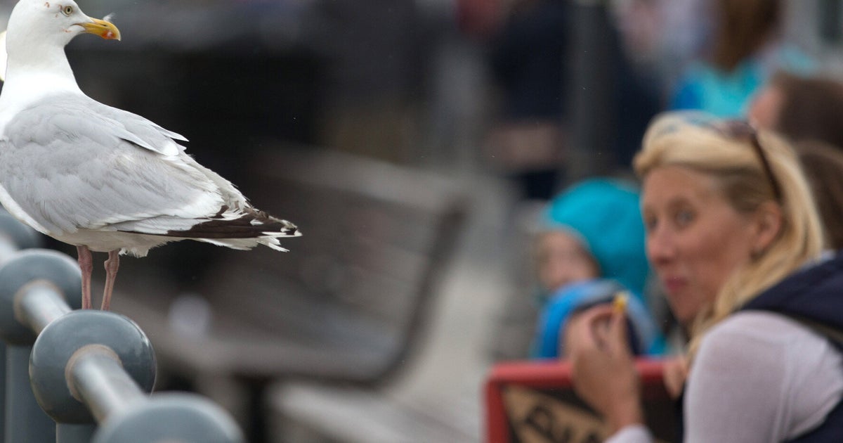 23 Pictures Of Seagulls ‘attacking Coastal Towns That Remind Us Of