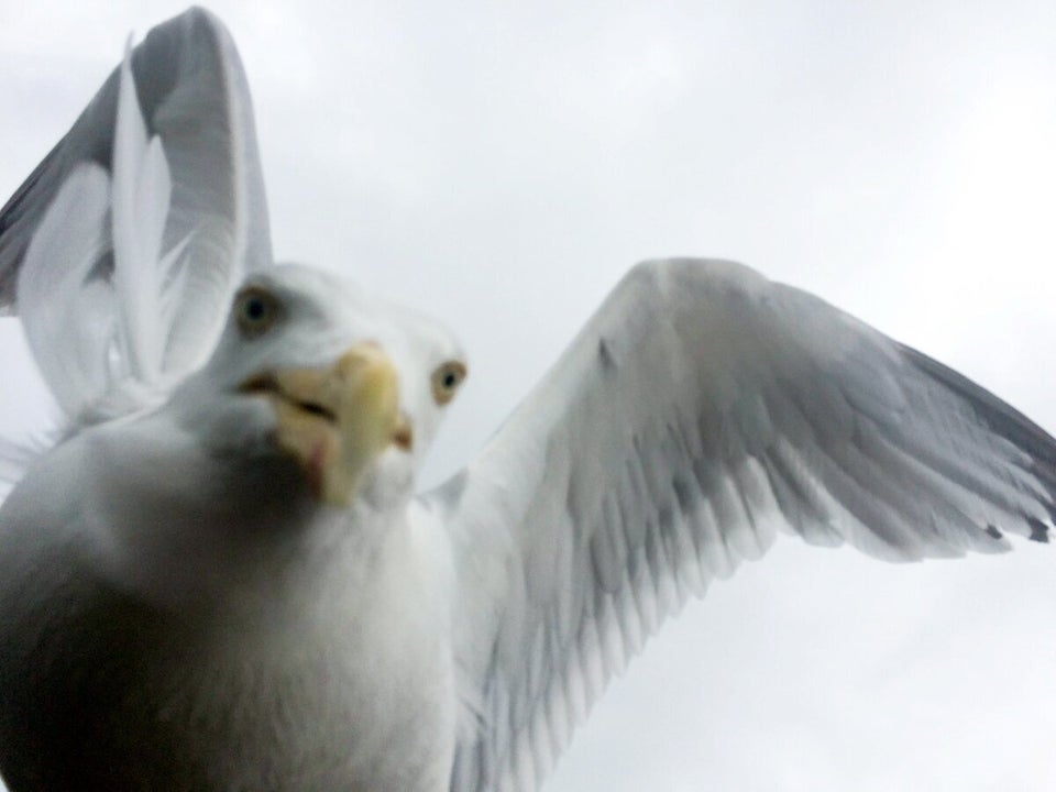 23 Pictures Of Seagulls ‘attacking Coastal Towns That Remind Us Of