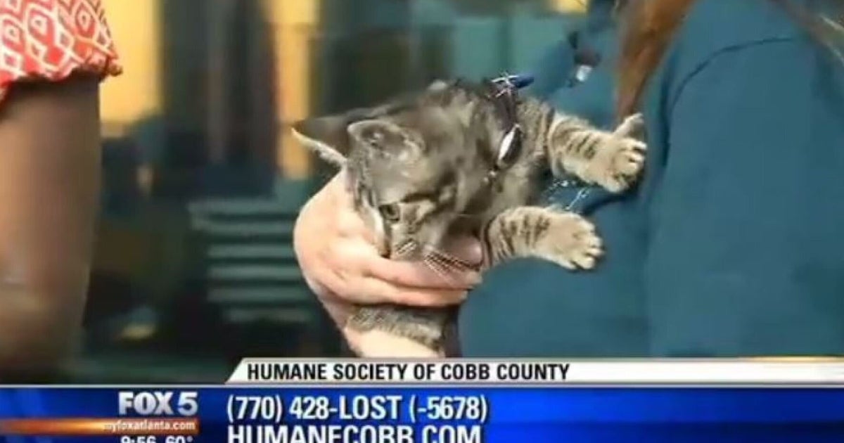 Kitten Literally Flips Out On Live Television | HuffPost UK Comedy