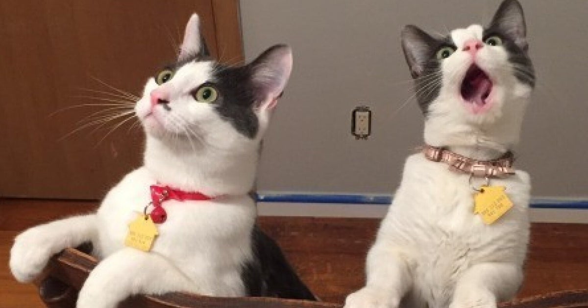 Cats Witness Ceiling Fan Spinning for First TIme | HuffPost UK Comedy