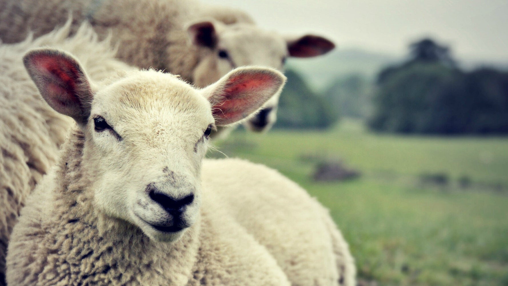 Ewe, Gross. Student Has Sex With Sheep In University Barn - Because He ...