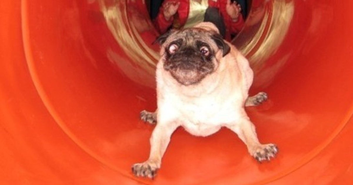 Pugs On Slides Compilation Video | HuffPost UK Comedy