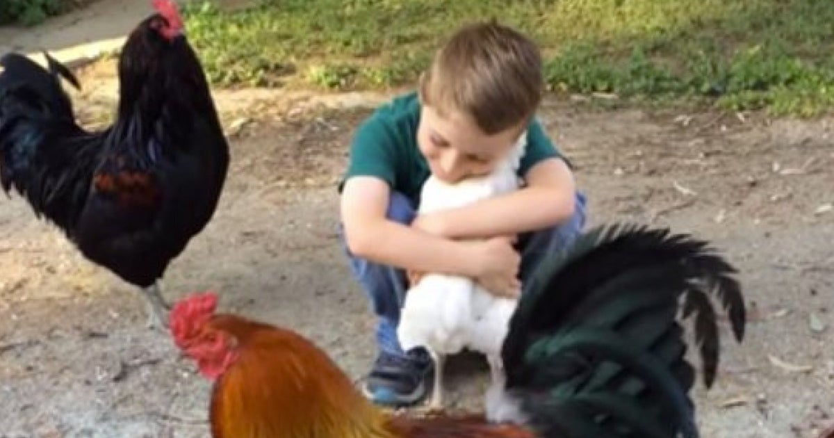 Boy Hugs Chicken (But First, The Chicken Checks That It's Really Him ...