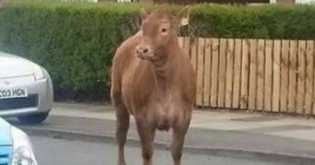 Fugitive Cow Shot Dead Was ‘Significant Risk To Public And Motorists ...