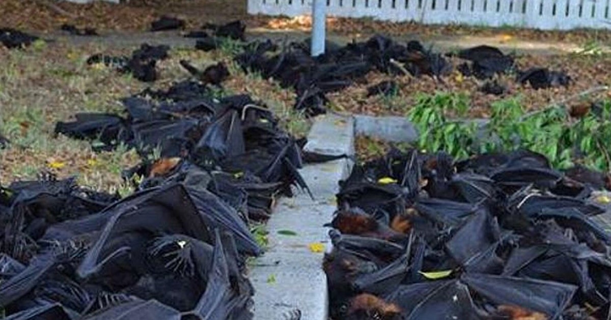 5,000 Bats Fall Dead From The Trees In Australia, Some With Babies ...