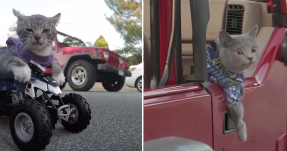 Cats Have An Adorable Drag Race In 'The Fast And The Furryest ...