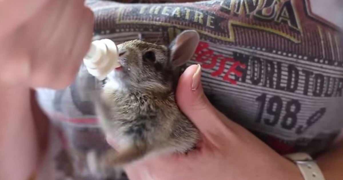Baby Bunny Rabbit Is Really Excited About His Milk | HuffPost UK Comedy