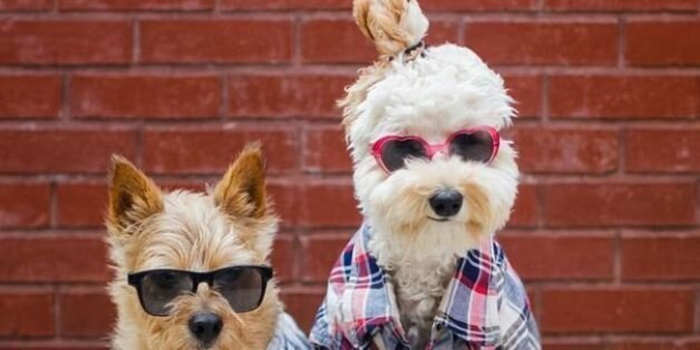 Dogs With Man Buns Is The Latest Hipster Craze That Needs To Stop ...