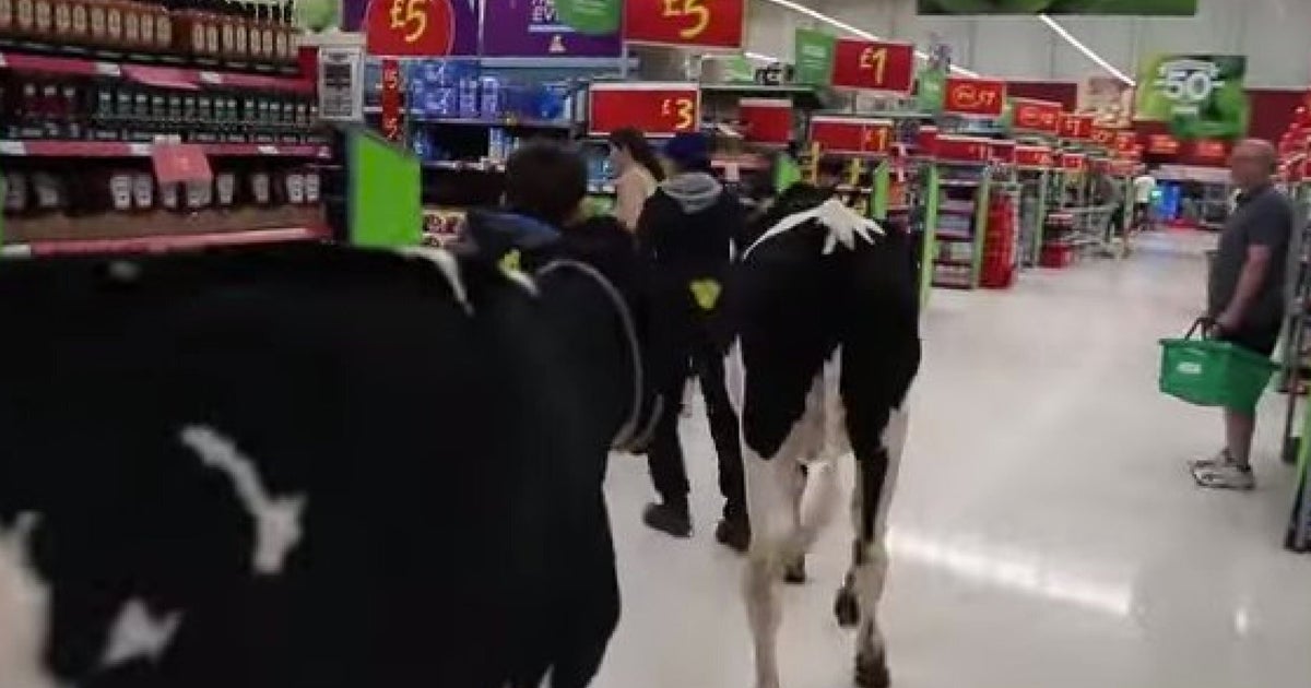 Supermarket Cow Protest In Stafford Leaves Shoppers Stunned | HuffPost ...