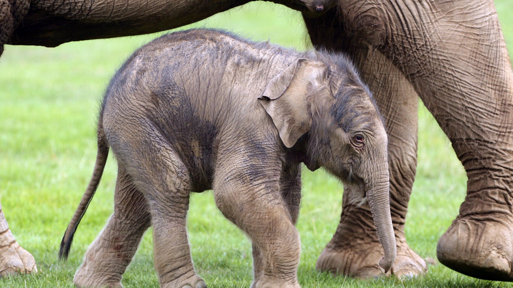 World Elephant Day: 13 Gifs That Prove Elephants Are Better Pets Than ...