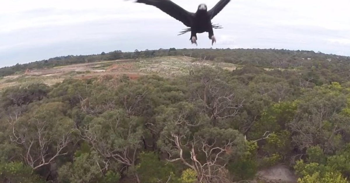 Eagle Takes On Drone In Spectacular Australian Video Footage | HuffPost ...