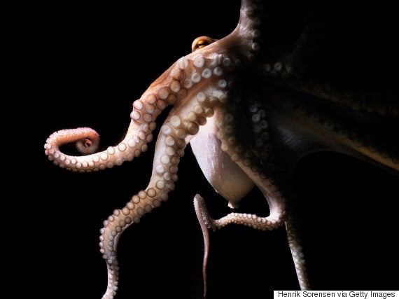 Octopuses Are Aliens Say Scientists After Examining The Mollusc's DNA ...