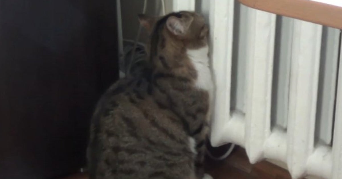 This Cat Can't Get Close Enough To This Radiator | HuffPost UK Comedy