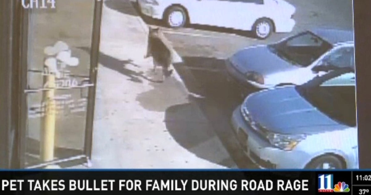 Dog 'Saves Children's Lives' During Road Rage Shooting In America ...